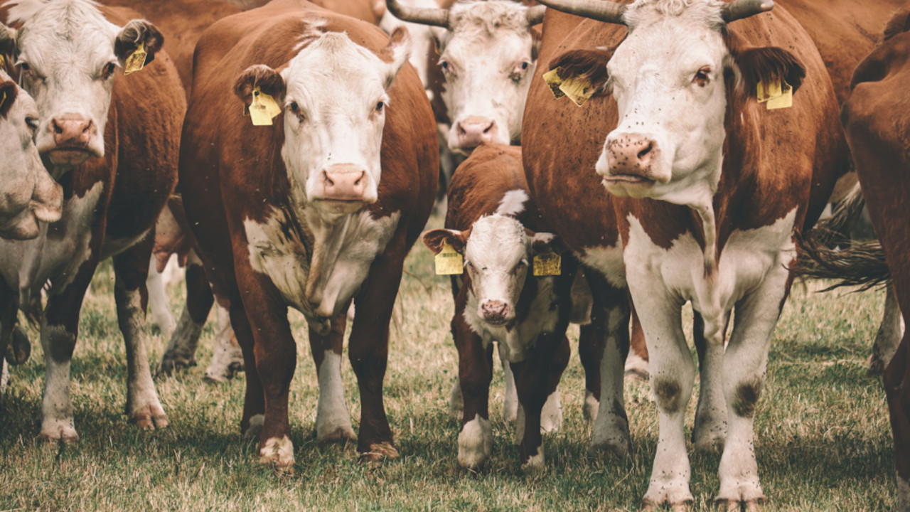 The Colonial Myths of Beef, and how we Can Overcome Them - 50by40